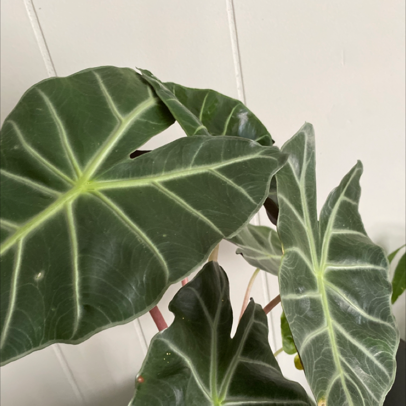 Dax | A plant by Zakariana on Greg