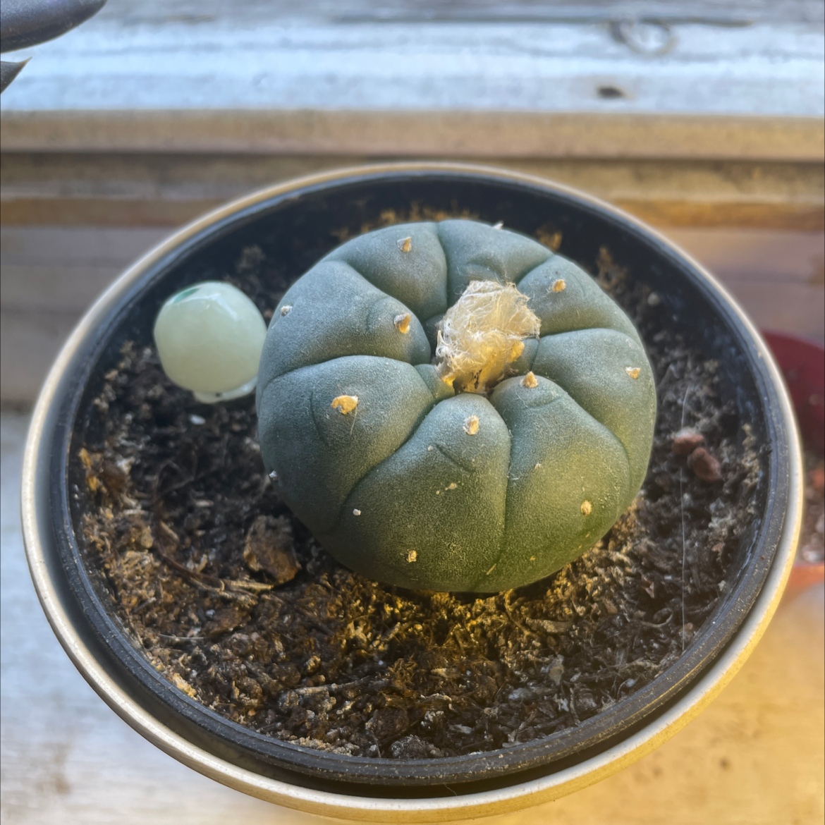 Best Soil for Peyote