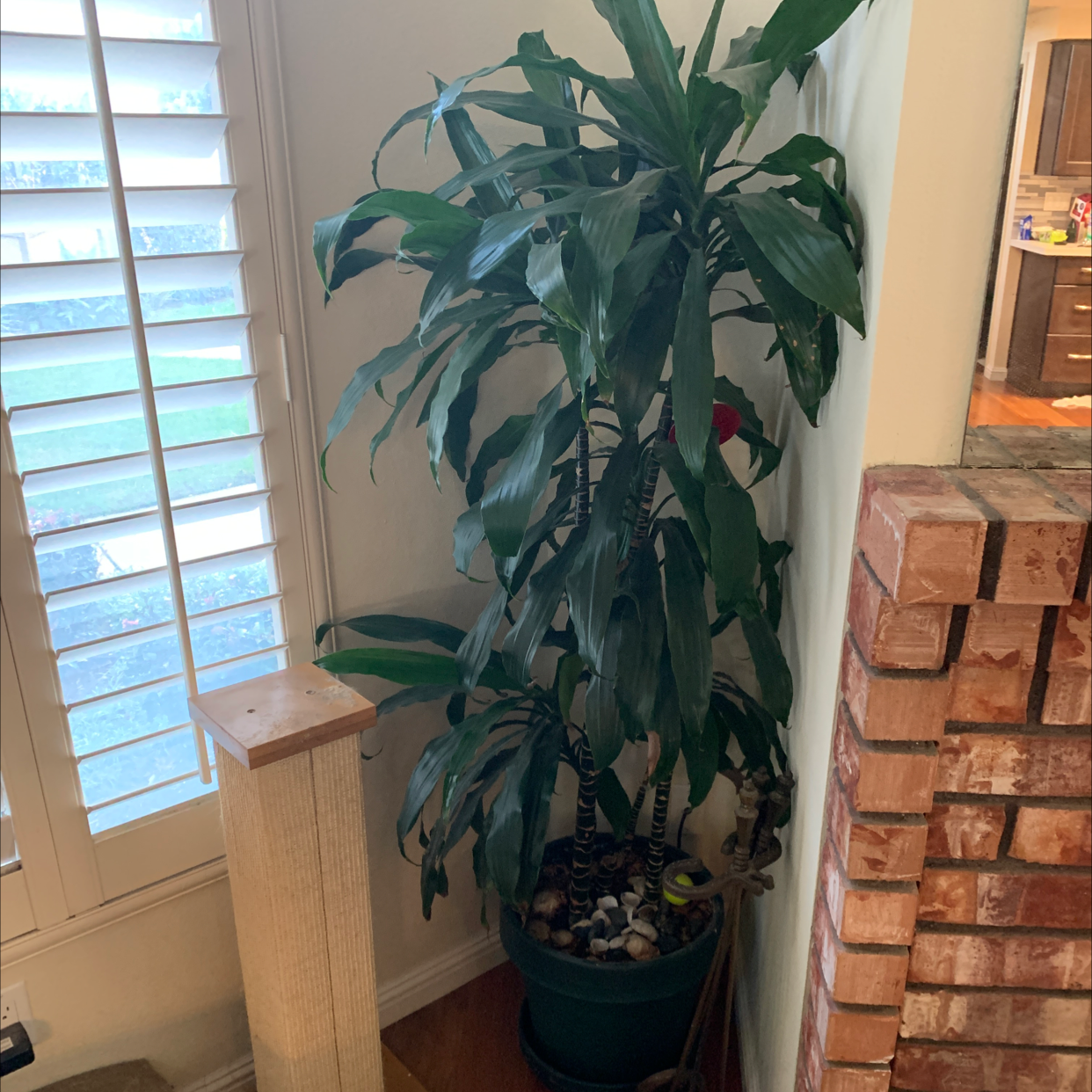 🌞 Your Dracaena 'Lisa''s Light Requirements