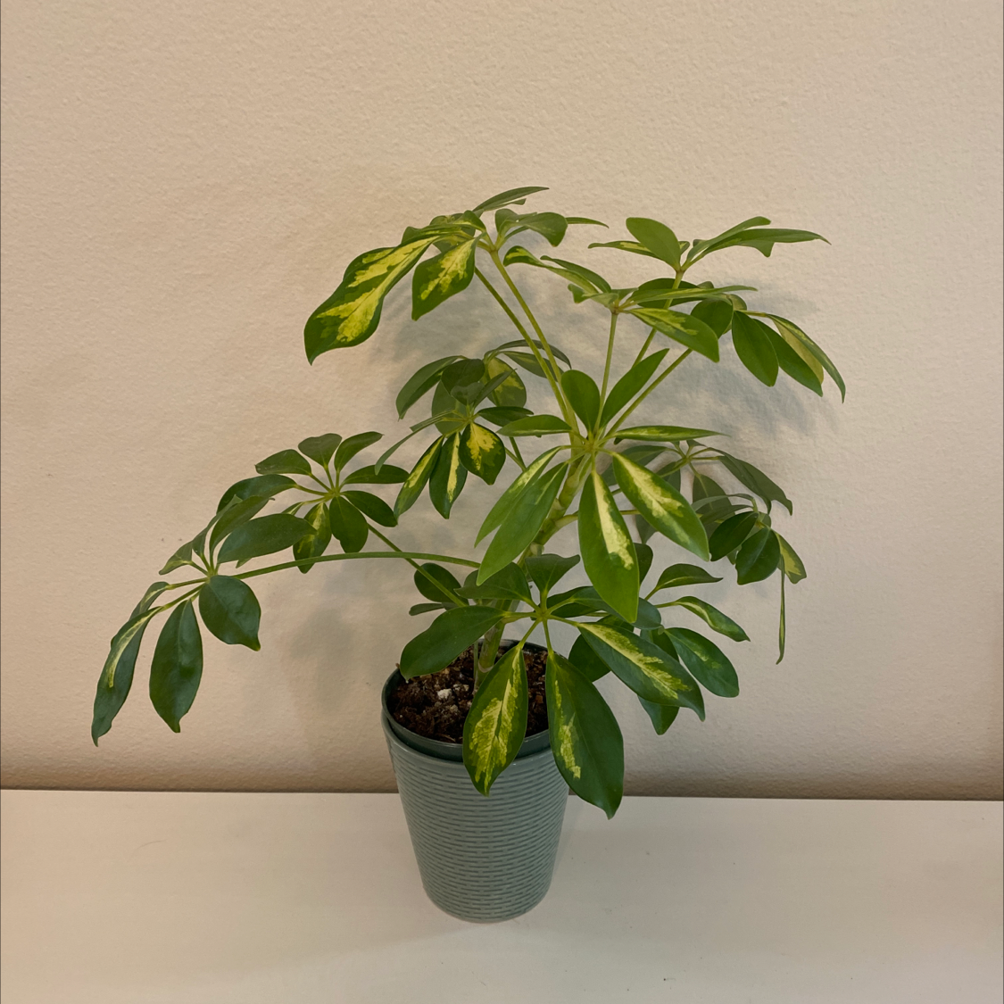 Variegated Dwarf Umbrella Tree Temperature