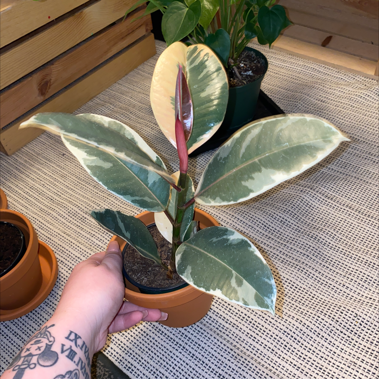 🌞 Does My Ficus 'Ruby' Need Direct Sunlight?