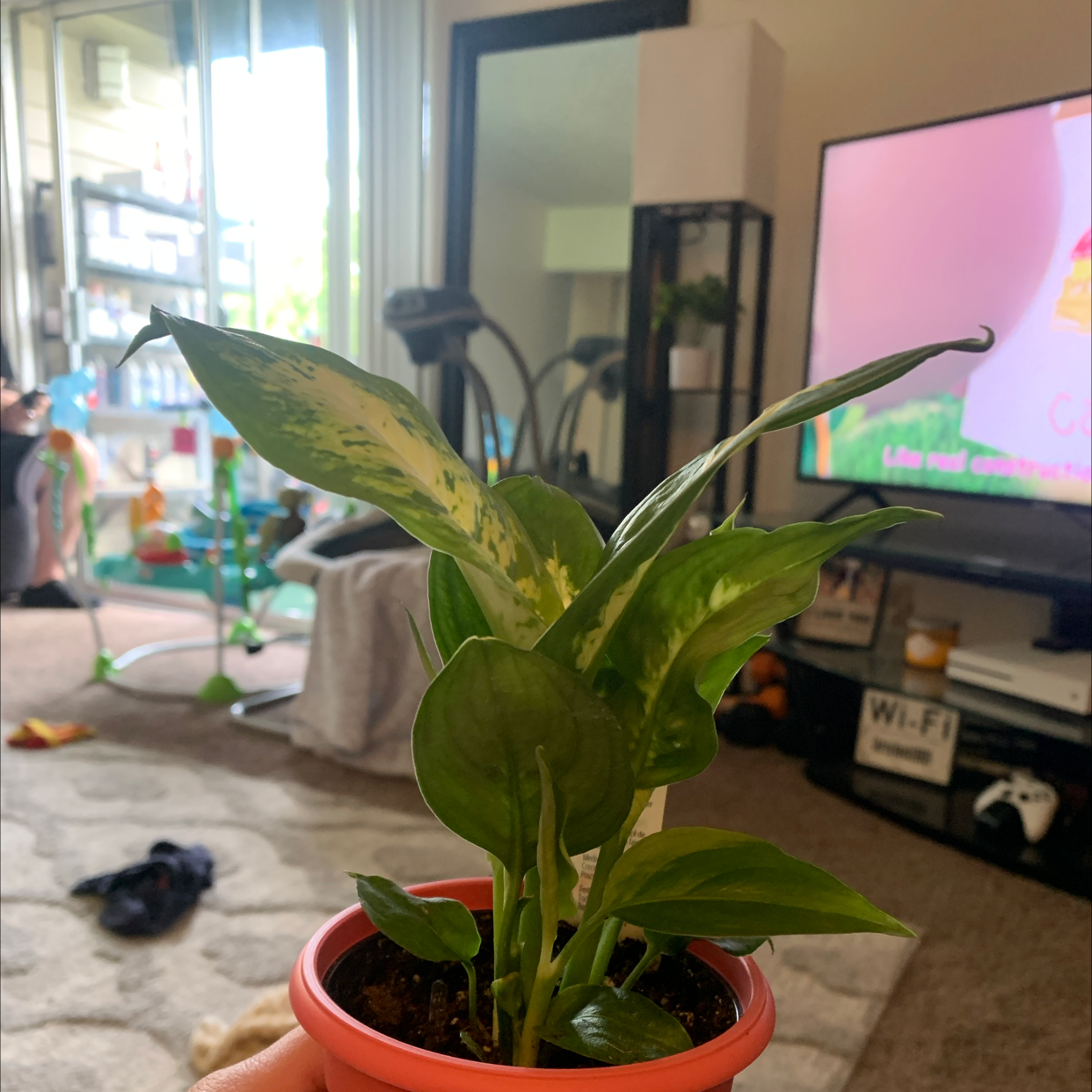 Black Spots on My Dieffenbachia maculata 'Tiki' Leaves