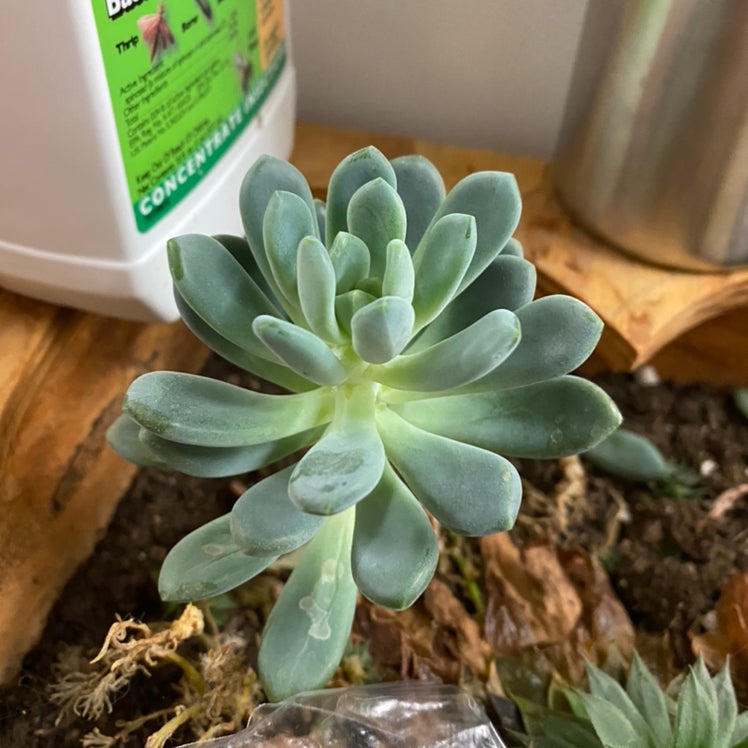 How Do I Fix Gollum Jade Root Rot?