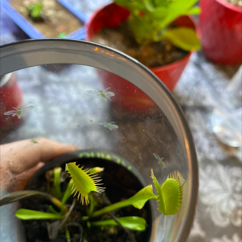 🪰 Why Are My Venus Fly Trap Leaves Turning Yellow?
