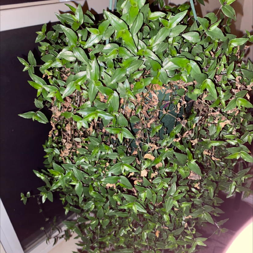 Propagating Creeping Inch Plant: The Ultimate Guide