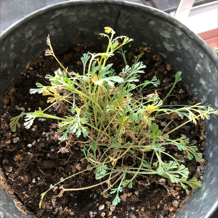 Propagating California Poppy: The Ultimate Guide