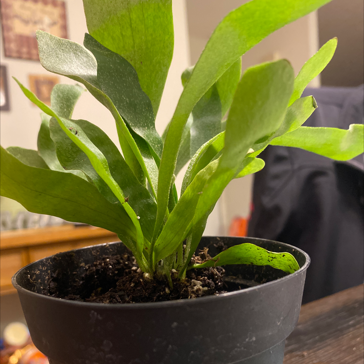 Propagating Elkhorn Fern: The Ultimate Guide