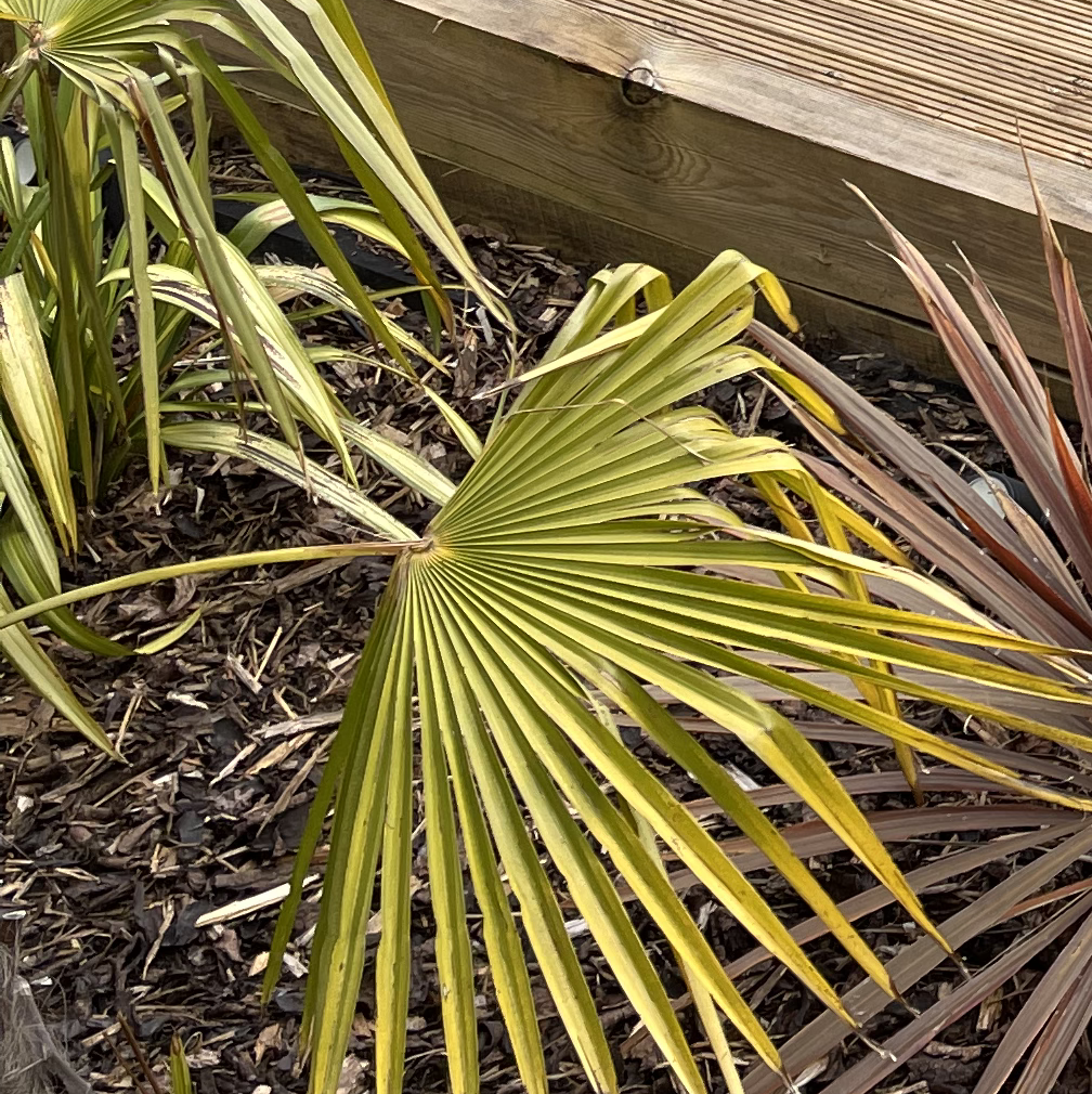 Common Chinese Windmill Palm Problems