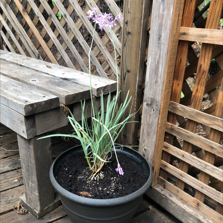 How to Prune Society Garlic