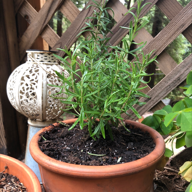 🌡 What Is A Good Temperature Range For My Rosemary?