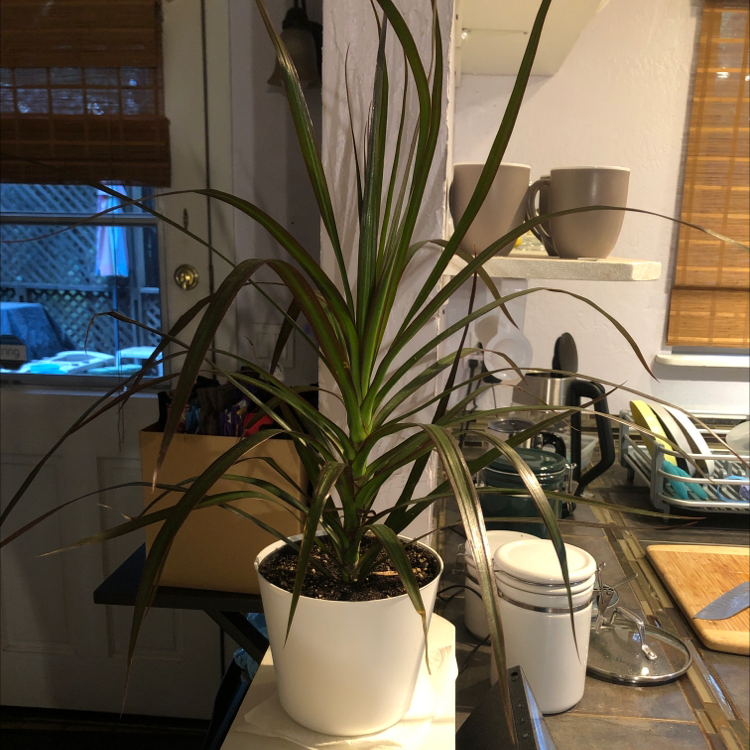 10 Advantages Of Having A Song Of India