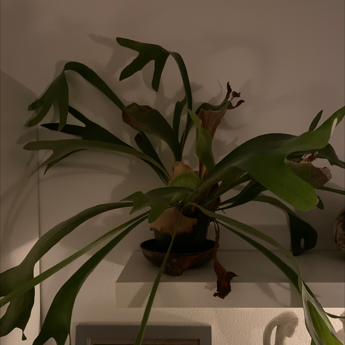 What Are The Bugs on My Elkhorn Fern? 🐛