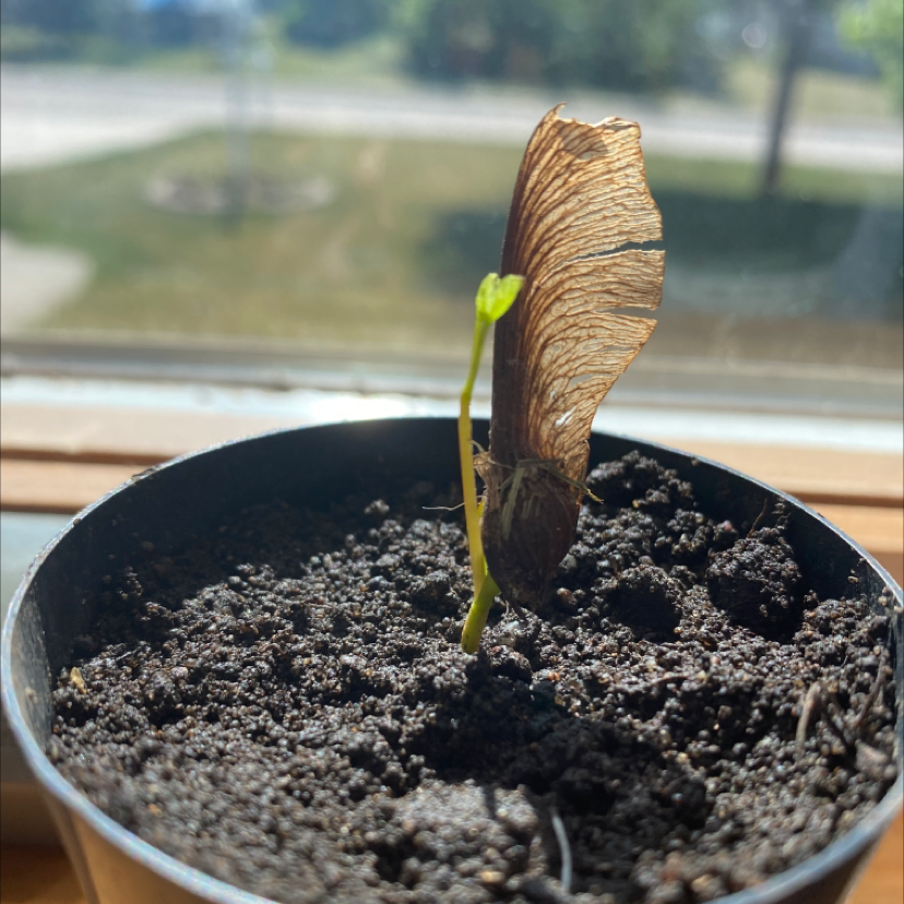 Propagating Your Red Maple: Step-by-Step Guide