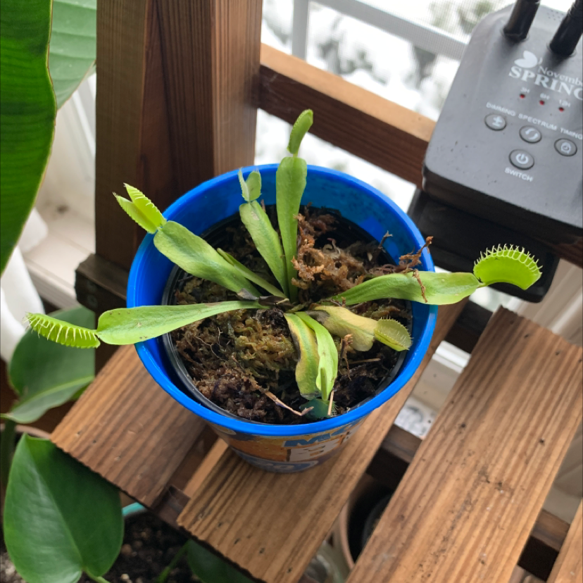 Venus Fly Trap Fertilizer: How And When To Use It 🪰