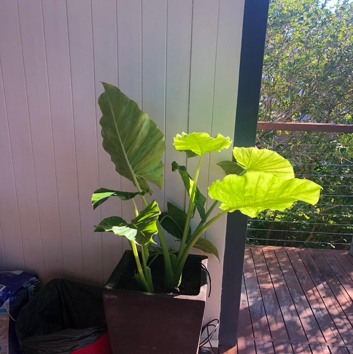 Arrowleaf Elephant Ear - Ultimate Guide to Fertilizing