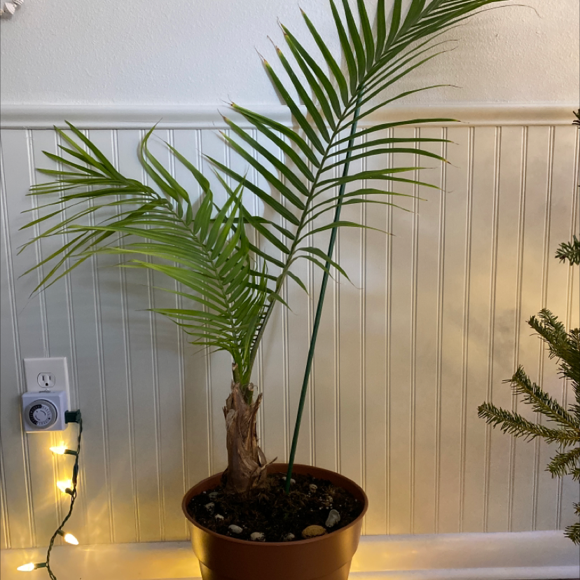 How To Get A Majesty Palm To Bloom