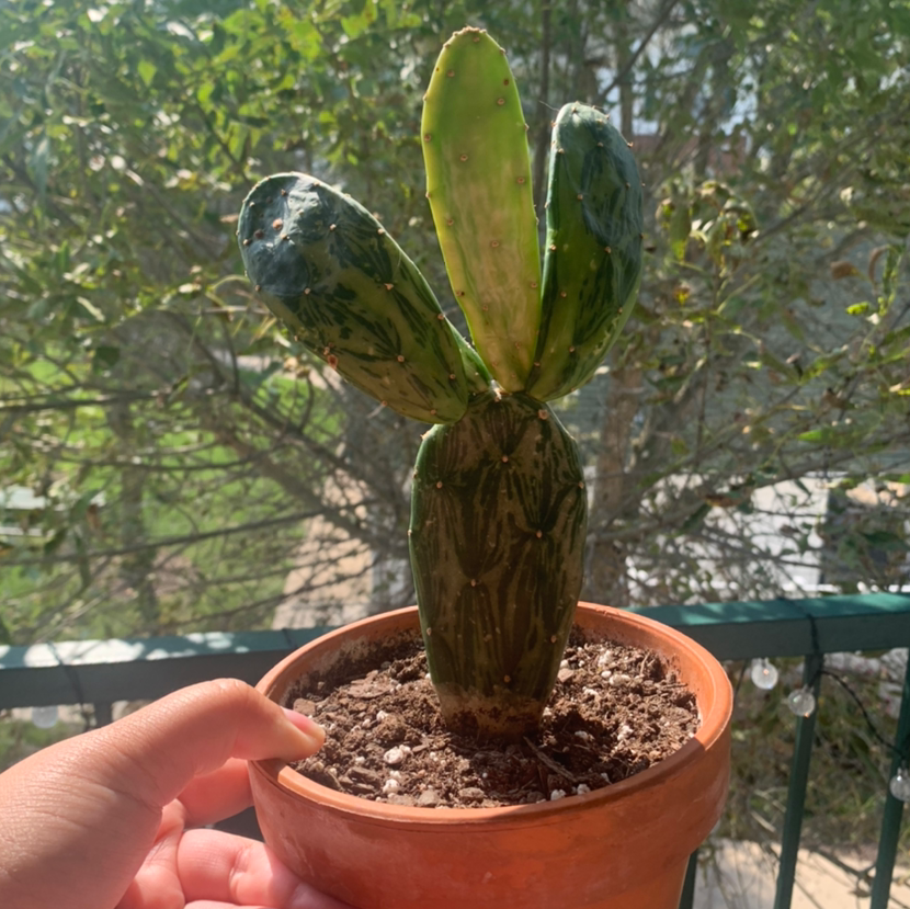 🌵 What Temperature Does My Sunburst Prickly Pear Cactus Need?