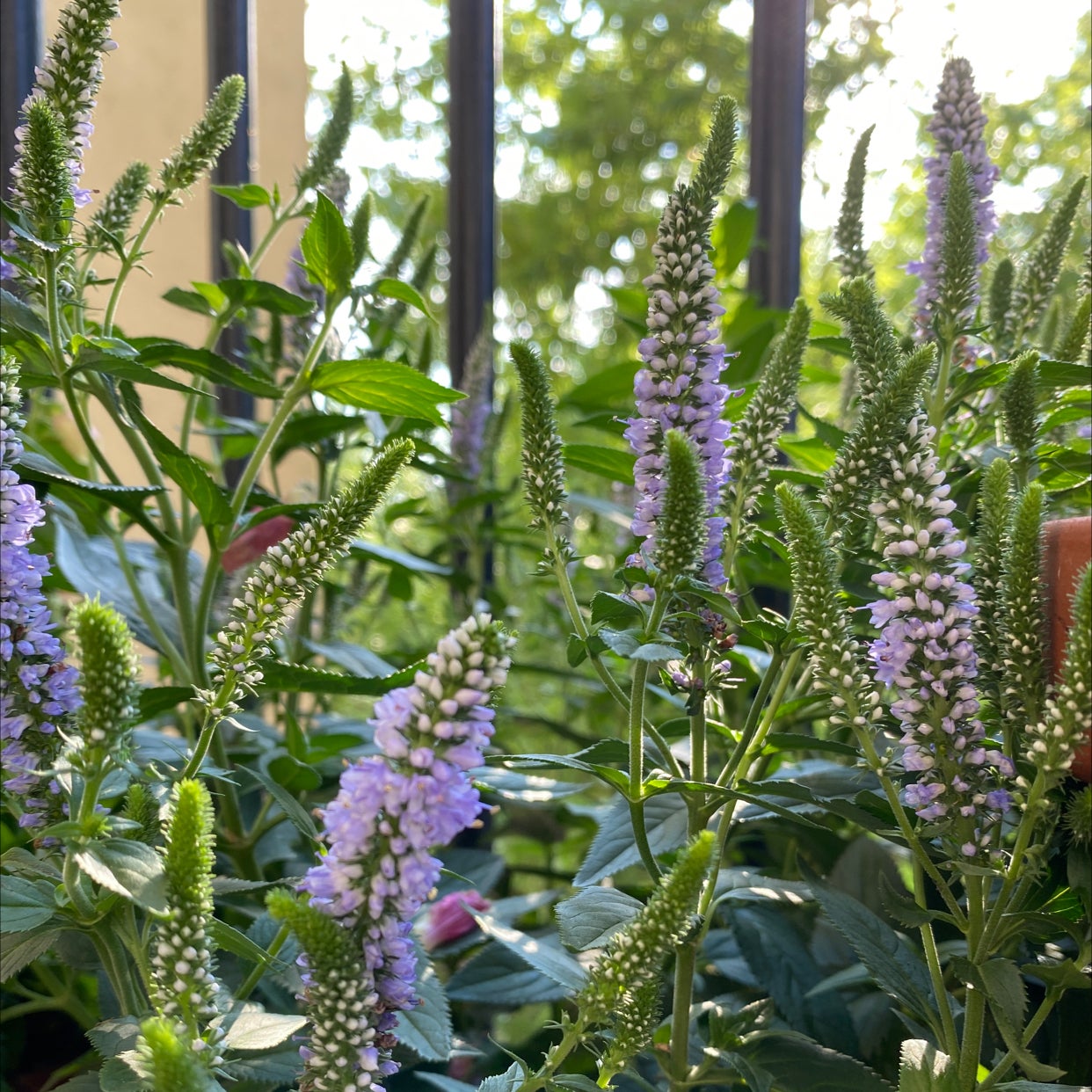 How Should Spike Speedwell Be Cut Back?