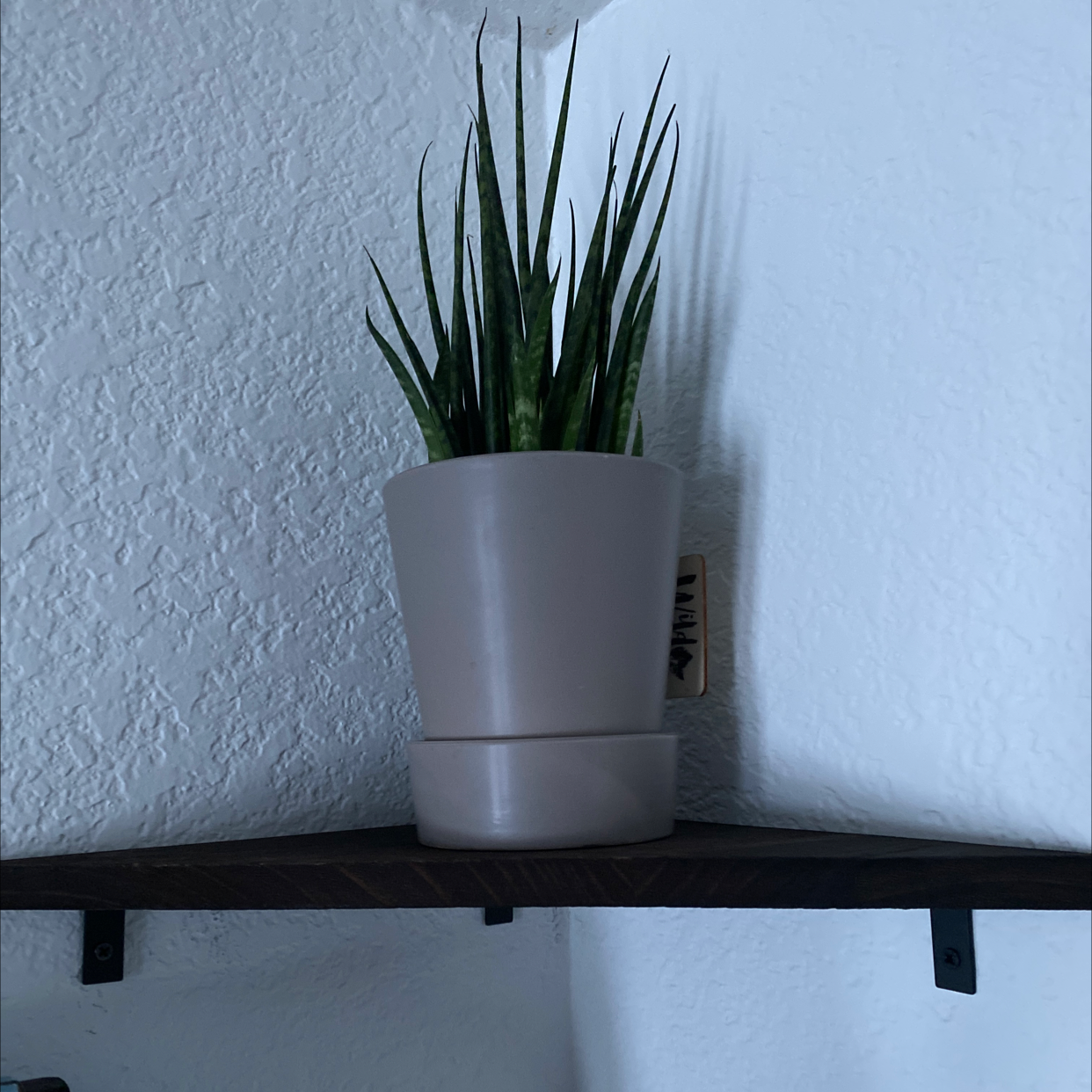 How Should Sansevieria 'Fernwood' Be Cut Back?