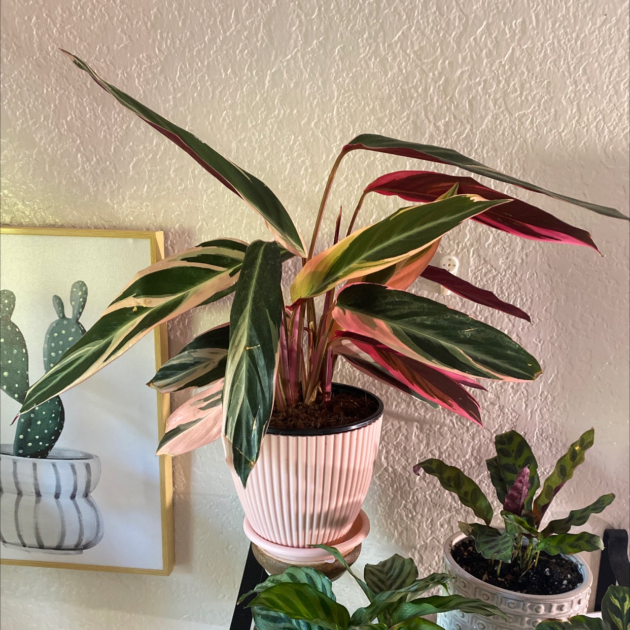 What Do Triostar Stromanthe Flowers Mean?