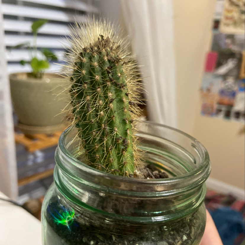 Why Are There Brown Spots on My Golden Torch?