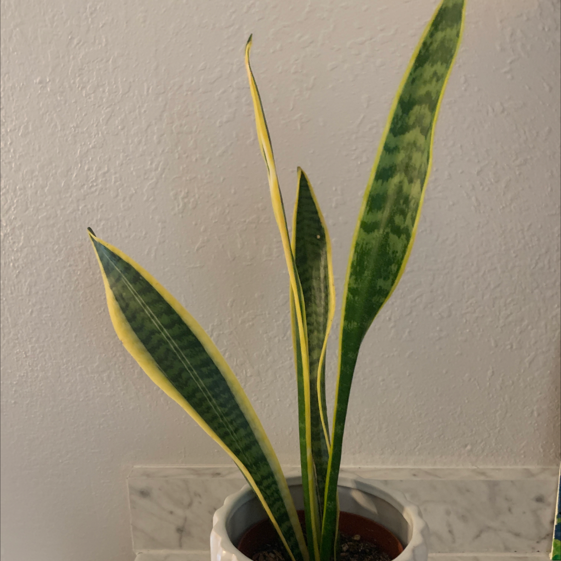 🐍 Snake Plant Soil