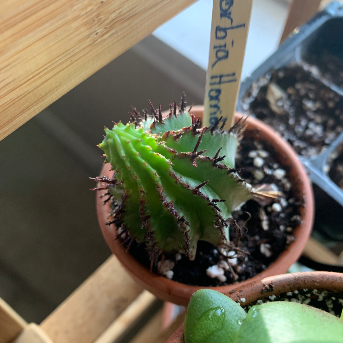 Propagating Candelabra Cactus: Step-by-Step Guide