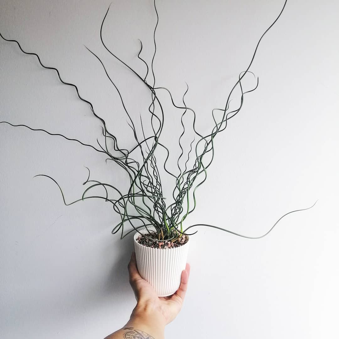 Corkscrew rush: How Much Water & Light Does it Need to Thrive?