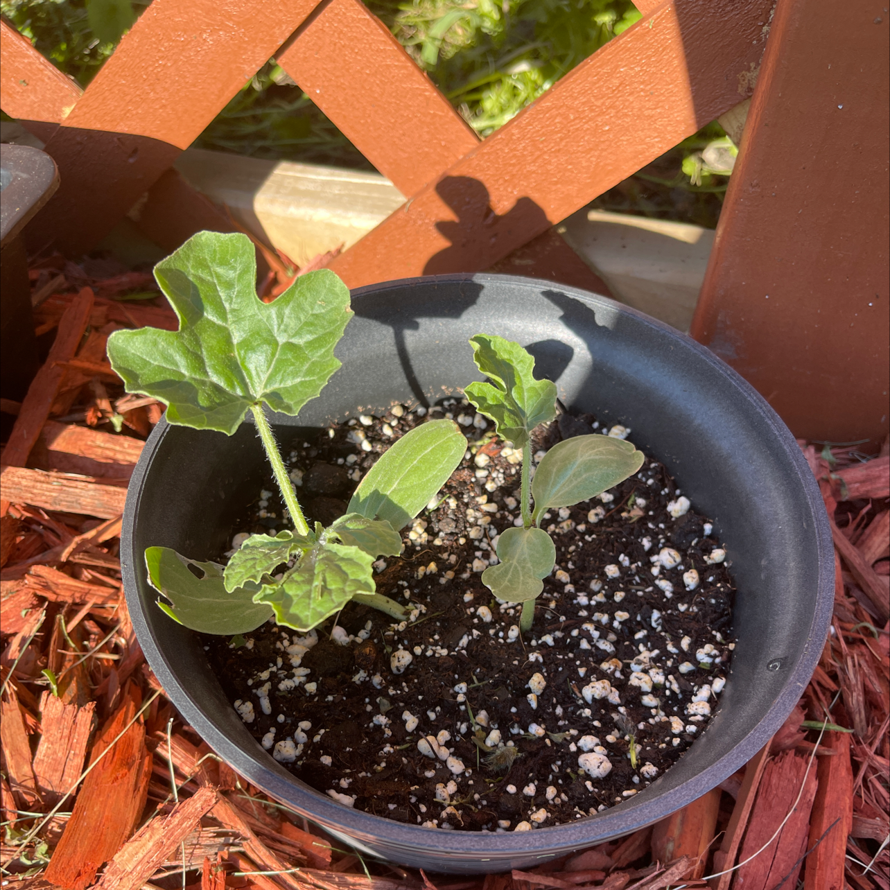 🍈 10 Benefits of Having a Melon
