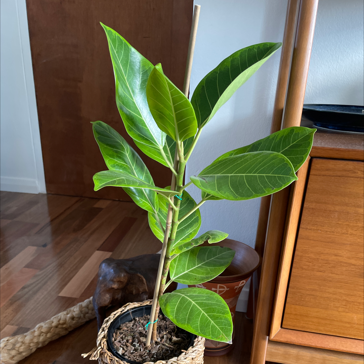 How to Get a Ficus Decora to Bloom
