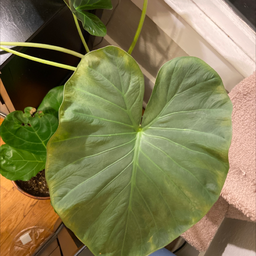 🐘 Propagating Elephant Ear Philodendron: The Ultimate Guide