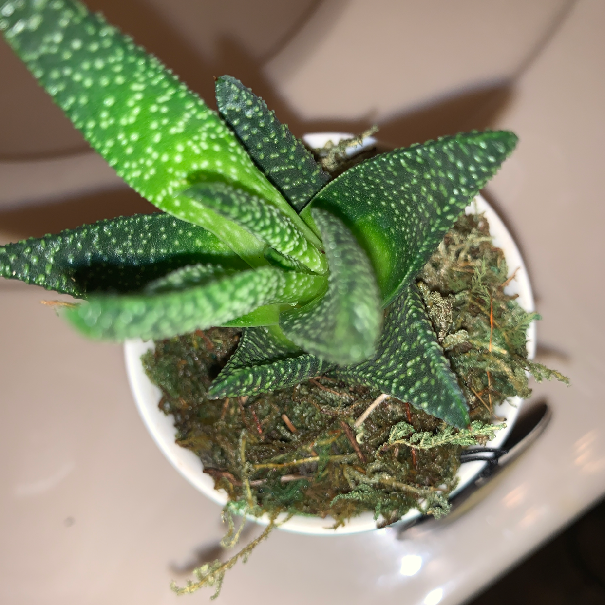 🐂 Ox Tongue - Fertilizing 101