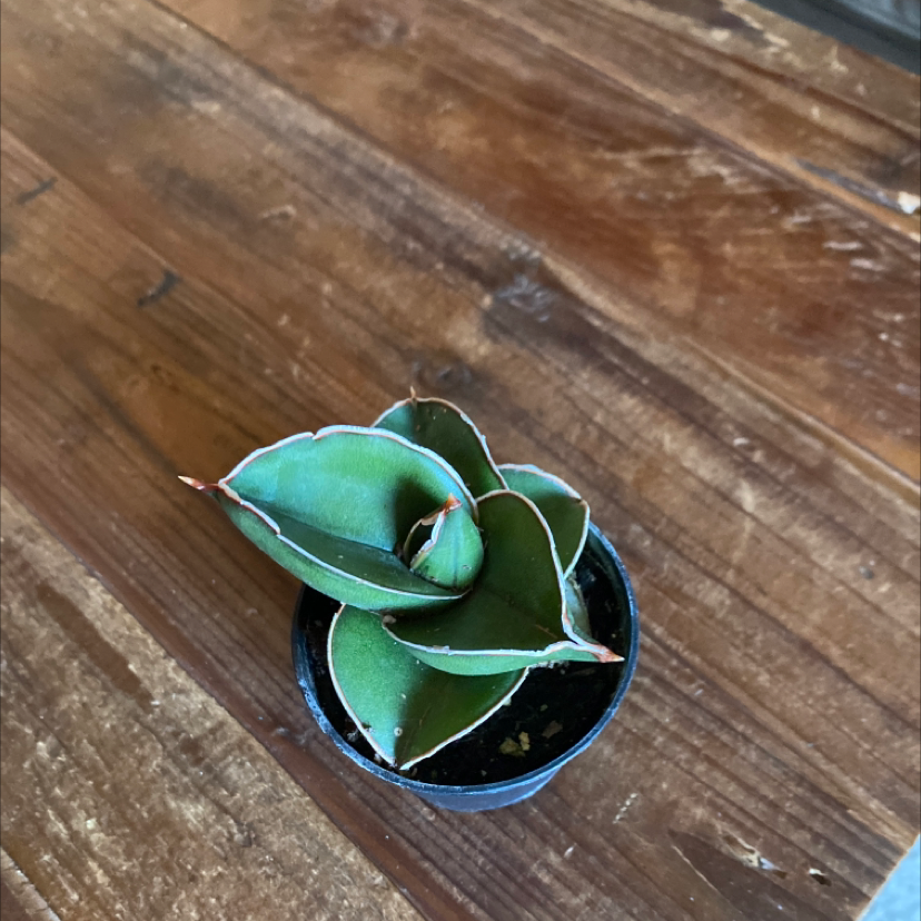 🦋 Why Are There Black Spots on My Butterfly Agave Leaves?