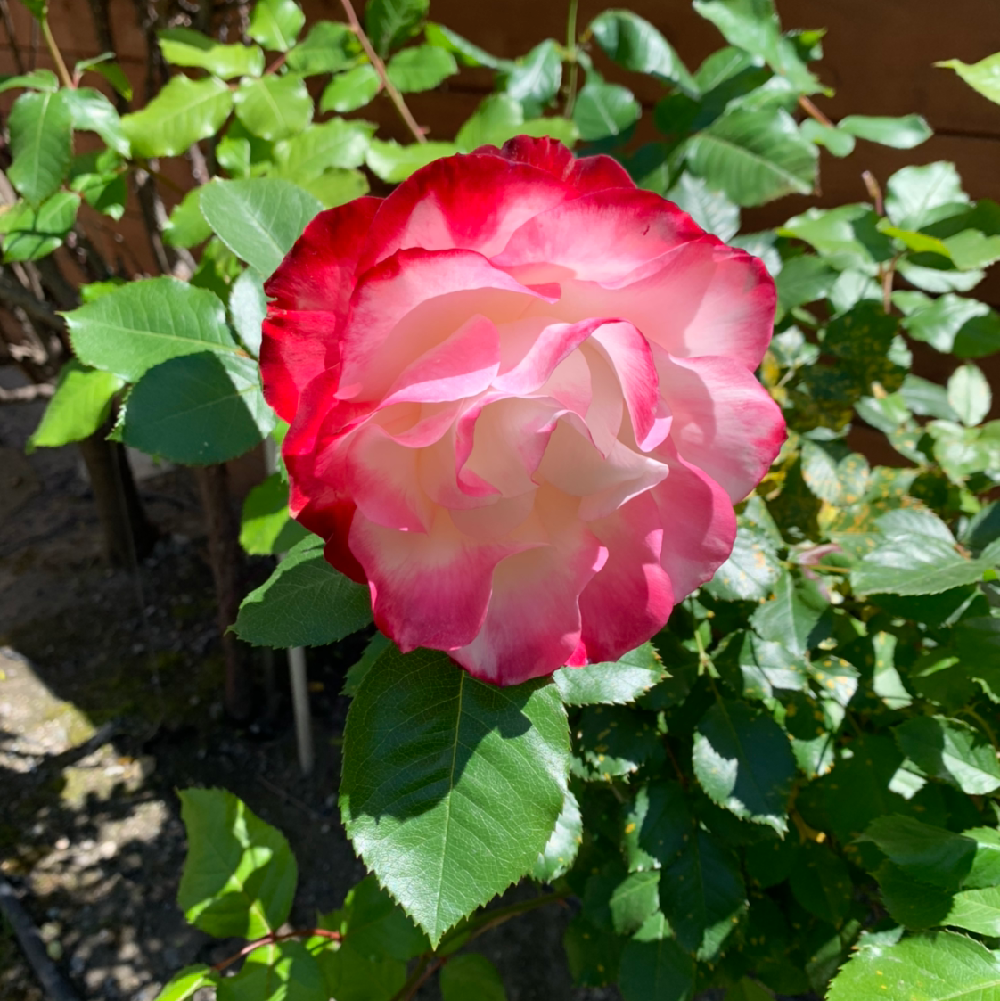 Why Are My Tea Rose Leaves Curling? 🐛