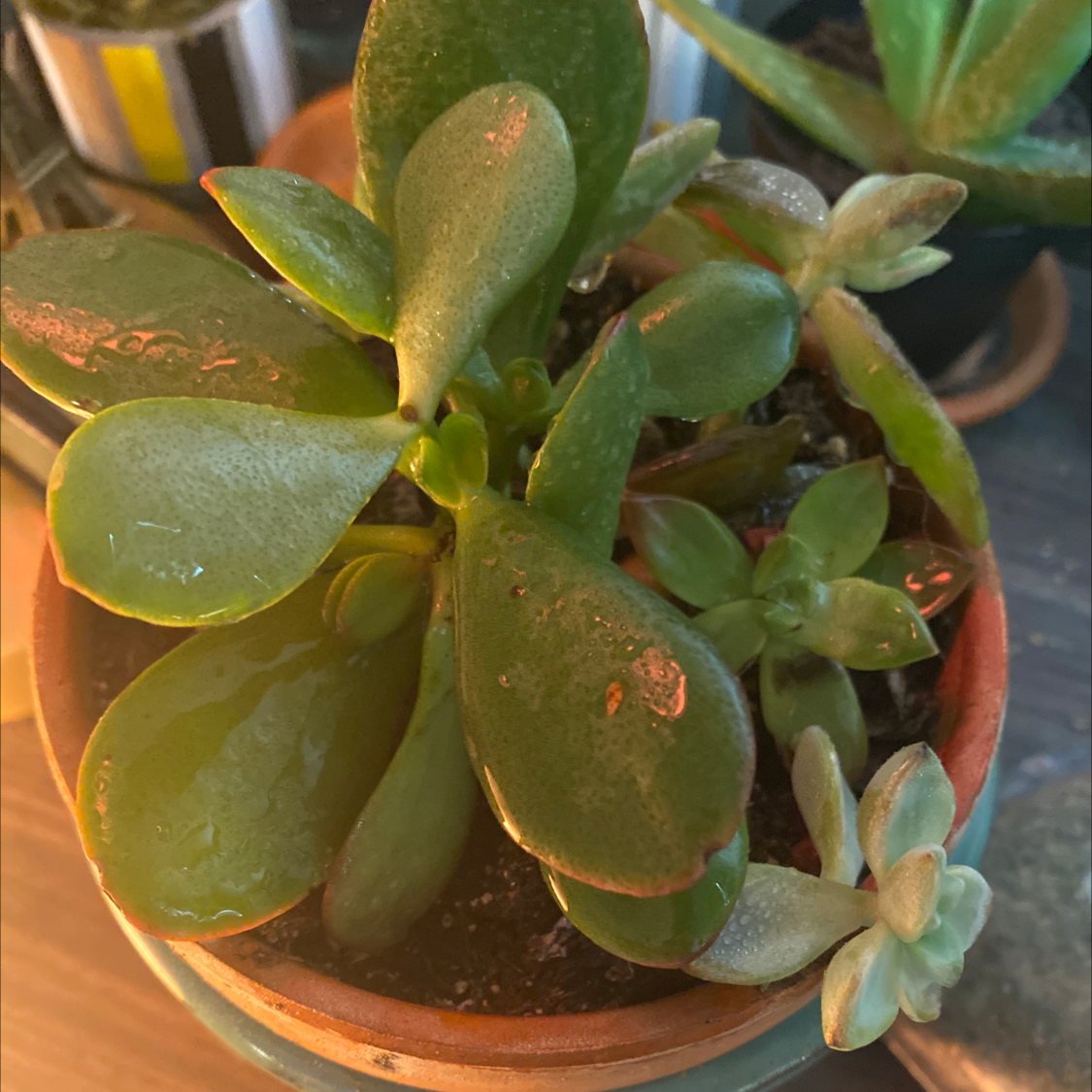 Light Requirements For My Jade By Season