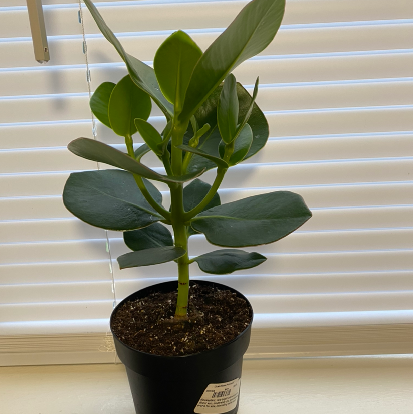 How Can You Tell If An Autograph Tree Is Dying?