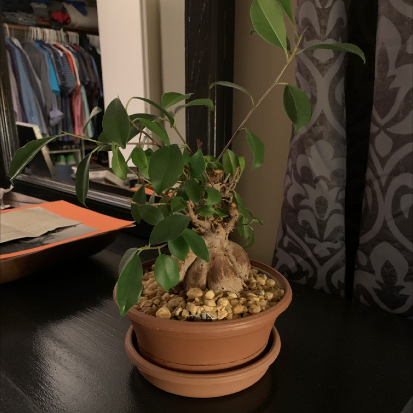 Should I Repot My Weeping Fig?