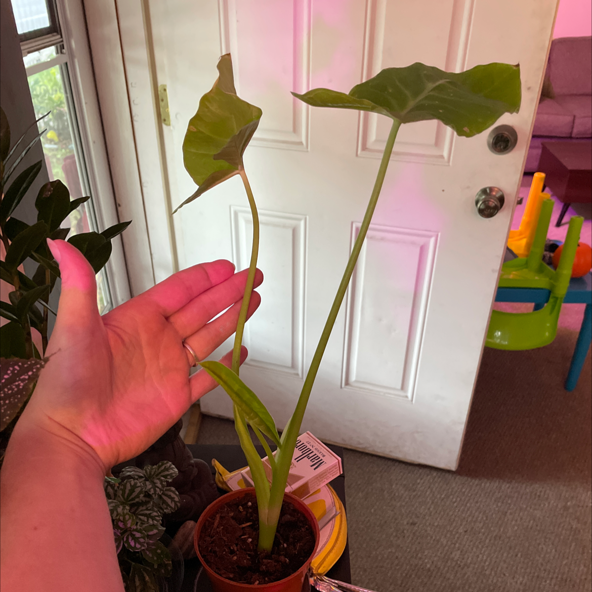 Should I Repot My Arrowleaf Elephant Ear And If So, How?