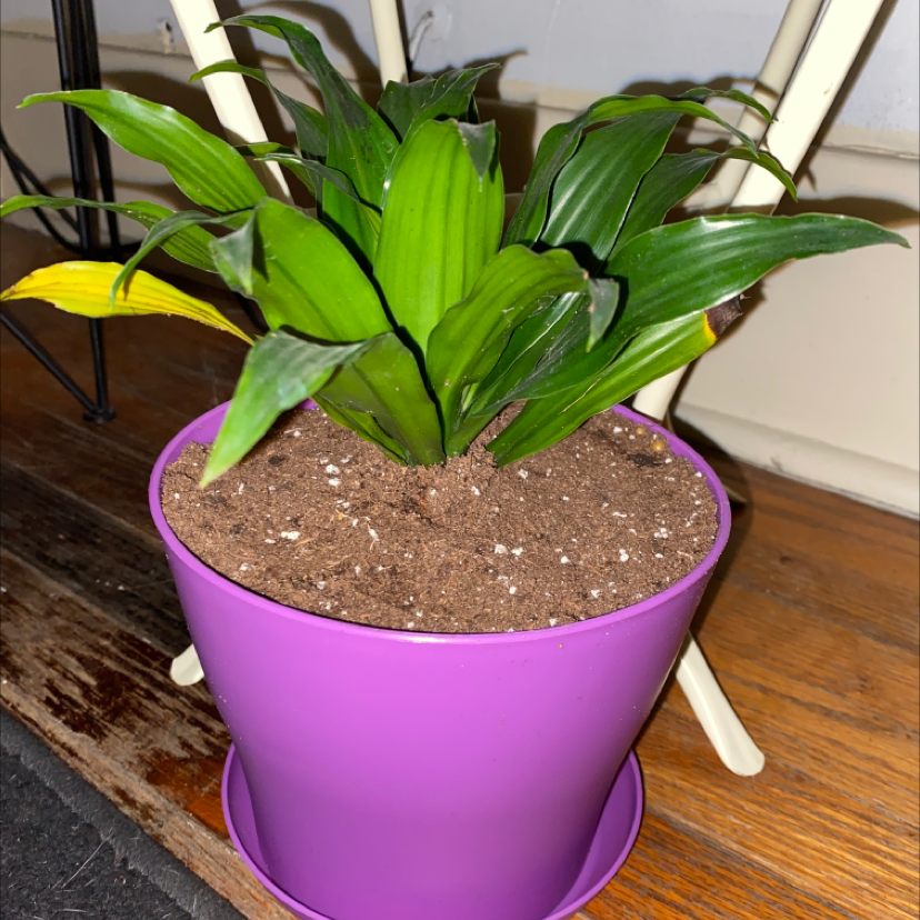 Dracaena 'Janet Craig Compacta' Yellow Leaves