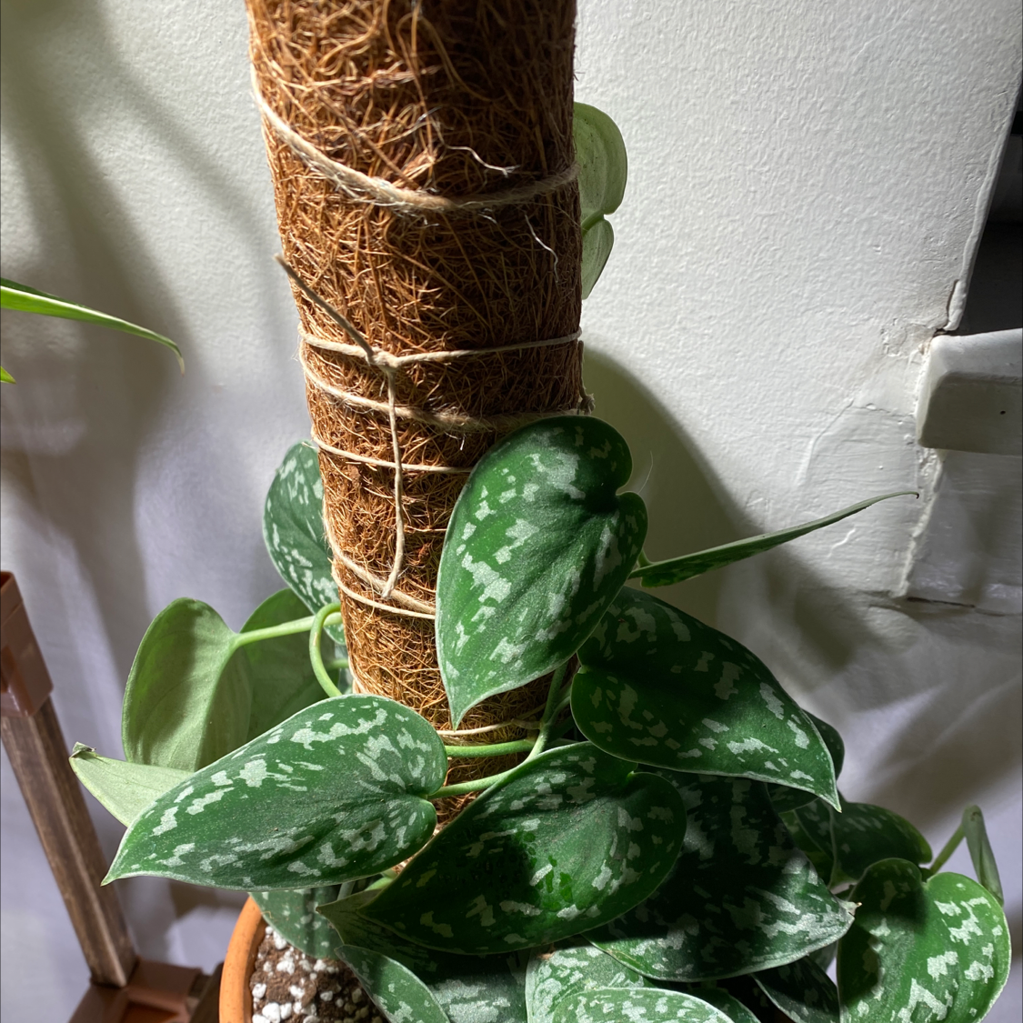 Black Spots on My Silver Satin Pothos Leaves