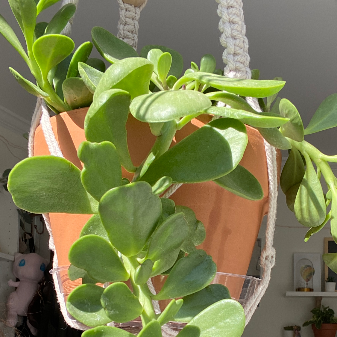 Personalized Trailing Jade Care: Water, Light, Nutrients | Greg App