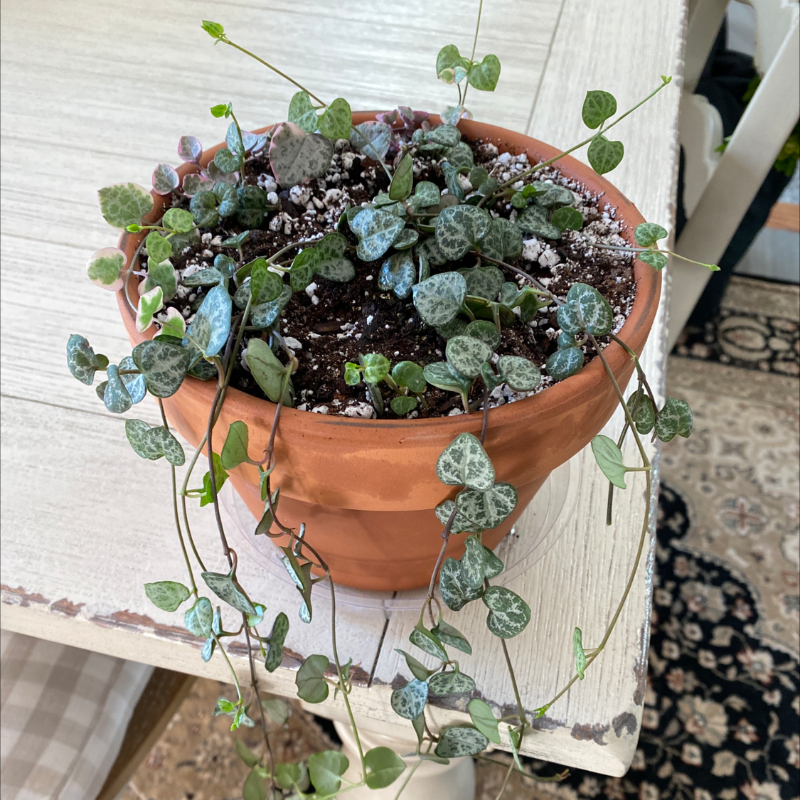 Light Requirements For My String of Spades by Season