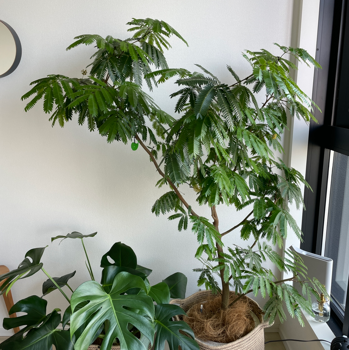 Everfresh Tree Plant Care: Water, Light, Nutrients | Greg App 🌱