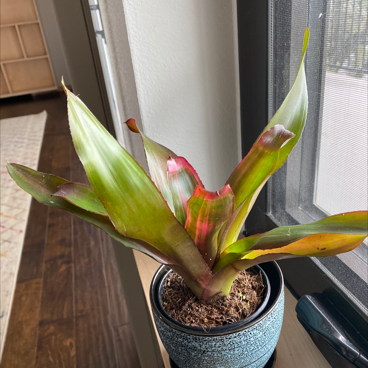 Why Are My Blushing Bromeliad Leaves Droopy?