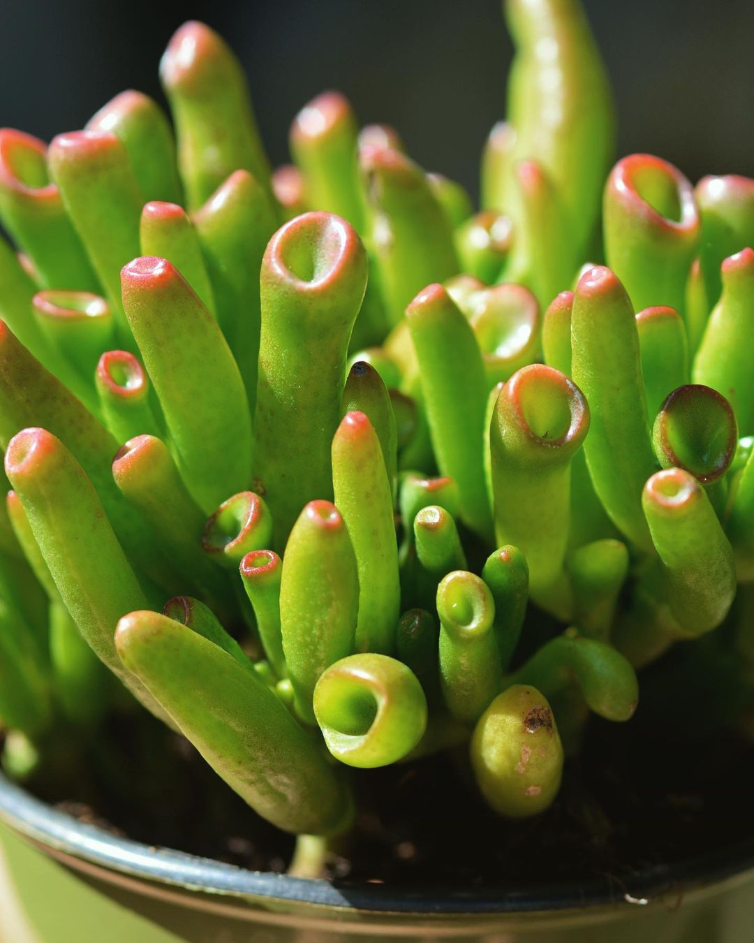 Gollum Jade Plant Care: Water, Light, Nutrients | Greg App 🌱