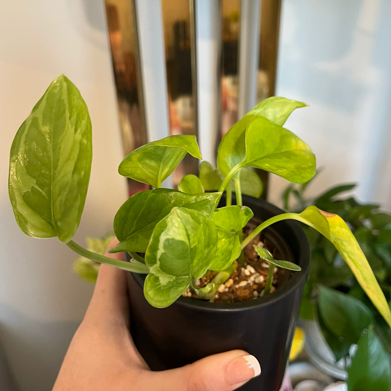 🌡 What Temperature Does My Emerald Pothos Need?