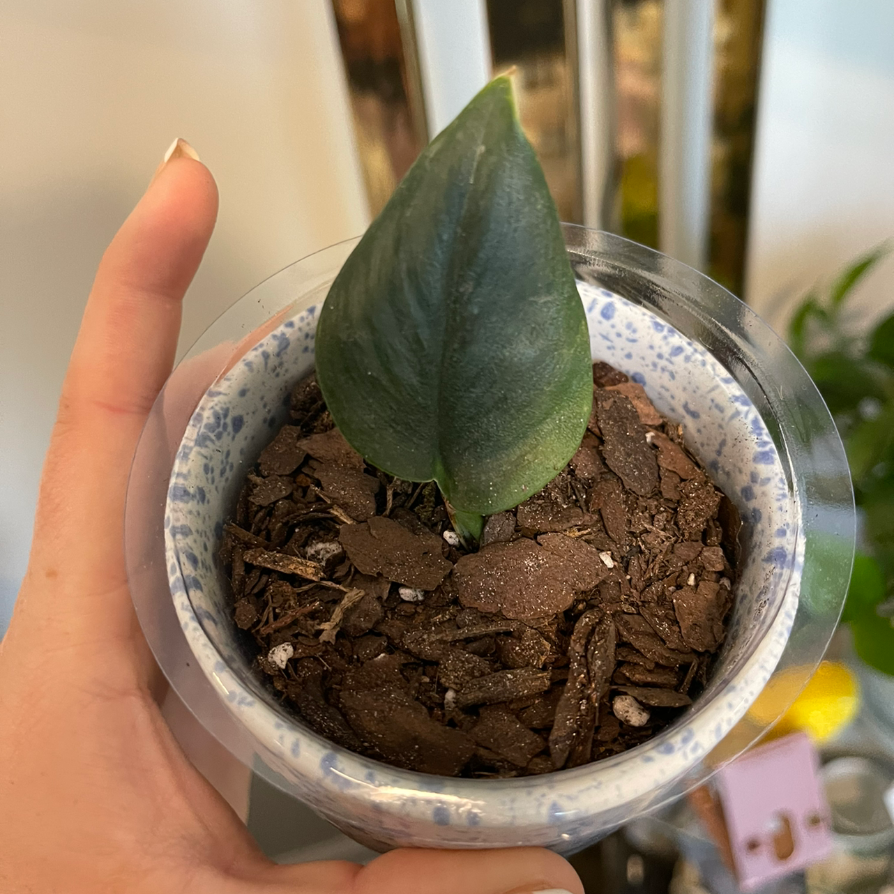 Why Are My Scindapsus treubii 'Dark Form' Leaves Droopy?