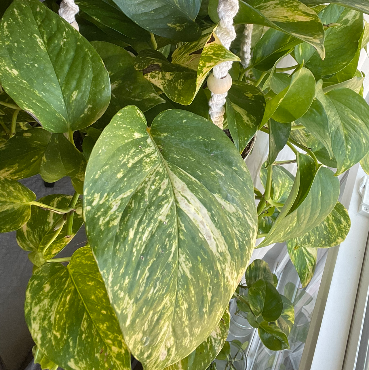 Choosing Fertilizer For My Hawaiian Pothos