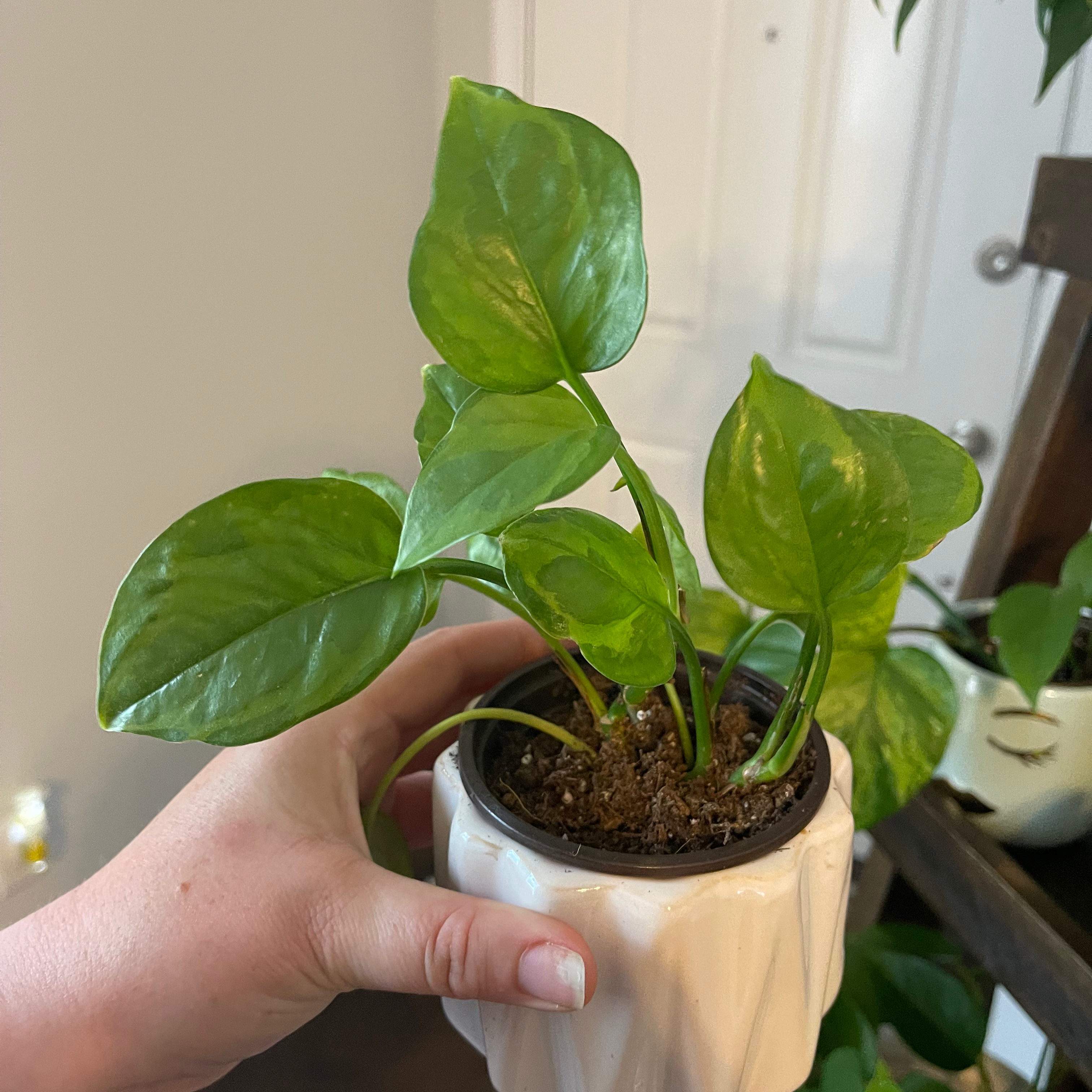 Emerald Pothos - Fertilizing 101