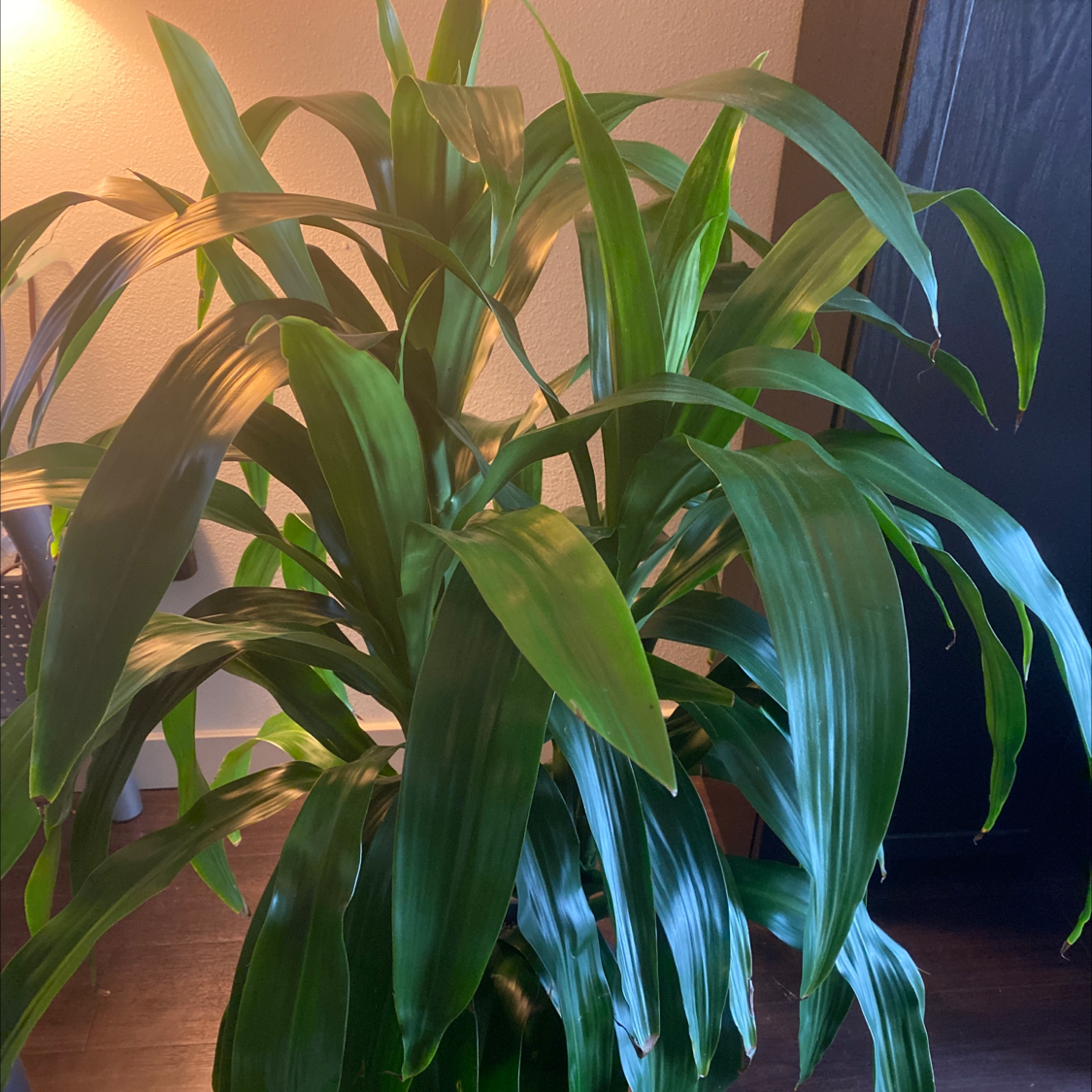Why Is My Dracaena 'Lisa' Not Doing Well?